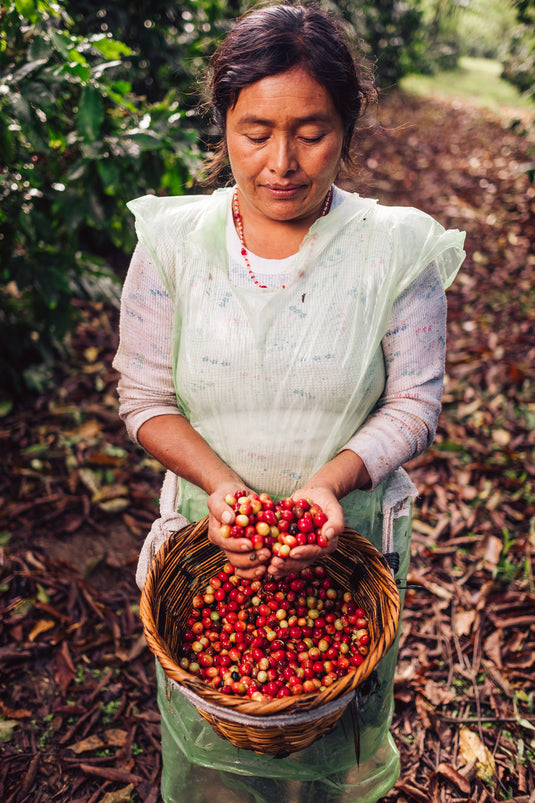 About Us – Alma Coffee